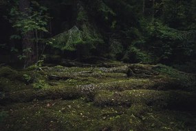 Umělecká fotografie Old coniferous forest with moss and, Schon, (40 x 26.7 cm)