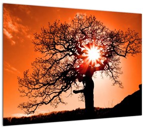 Obraz - Dub při západu slunce (70x50 cm)