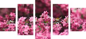 5-dílný obraz detailní květiny třešně - 200x100 cm