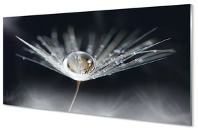 akrylový obraz Drop pampeliška makro 100x50 cm