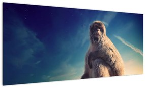 Obraz opice - obrazy zvířat (100x40cm)
