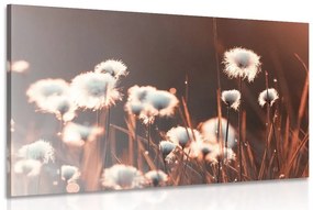 Obraz bavlněná tráva - 60x40 cm