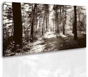 Malvis ® Černobílý obraz Lesní pěšina Velikost: 90x60 cm