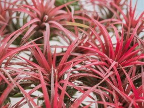 Tillandsia ionantha red