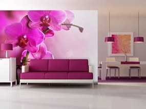 Fototapeta Růžové květy orchidejí - motiv čerstvých květů na jemném pozadí