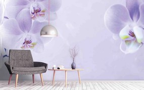 Malvis ® Tapeta Orchidej fialková Vel. (šířka x výška): 432 x 290 cm