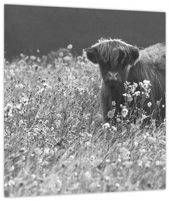 Obraz - Skotská kráva 5, černobílá (30x30 cm)