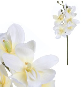 Orchidej, krémová barva UKK056 CRM